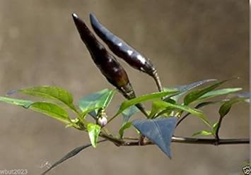 Amazon.com : Vietnamese Devil pepper - Small,Black (25 Seeds) Super Hot ...