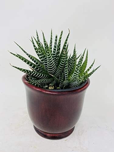 Amazon.com : Red Ceramic Pot Plant Collection by JMBAMBOO (Zebra ...