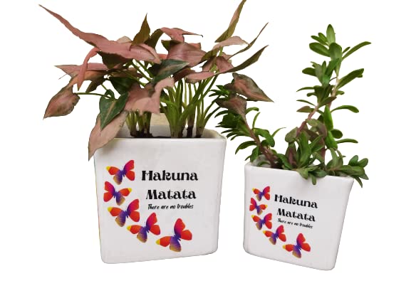 VisionCrafterz Hakuna Matata Motivational White Square Ceramic Pot for ...