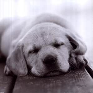 Amazon.com: Cha Cha - Poster by Seth Casteel (12 x 12): Prints: Posters ...