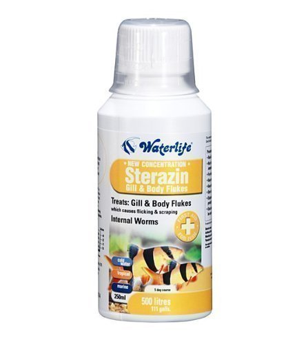 Gill Mites Fish Disease - Tropical Fish Site