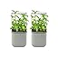 Amazon.com : Vego Garden Mini Planter Indoor Pots with Trellis Self ...