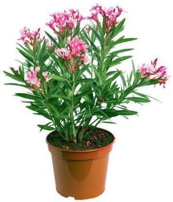 Tree Hub Kaner Plant (Hybrid, Pack of 1) : Amazon.in: Garden & Outdoors
