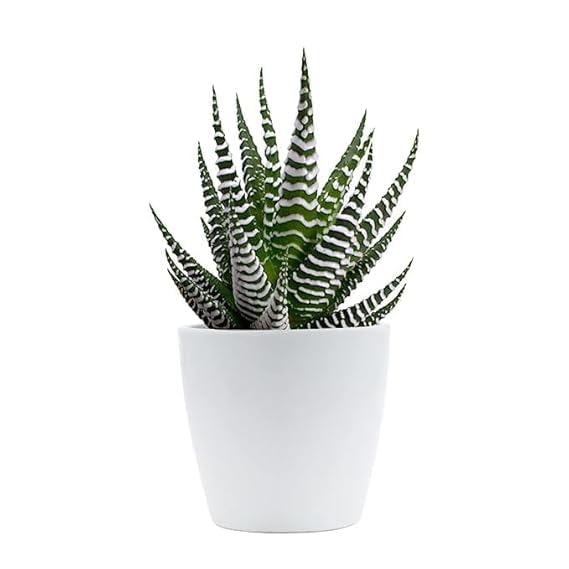 NDS Real Live Zebra Plants Haworthias Succulent - Low Maintenance ...