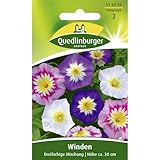 Ackerwinde (Convolvulus arvensis)