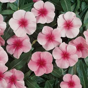 Amazon.com : Vinca Mediterranean XP Strawberry 20 seeds : Patio, Lawn ...