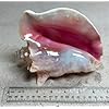 Amazon.com: Shell King Queen Conch Shell 6"-8" - Bahamas - Large Sea ...