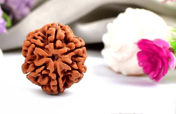 Alaska Gems Gallery Shanmukhi Six 6 Mukhi Rudraksha Original Certified ...