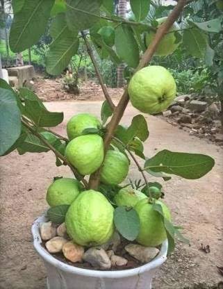 Punarva Guava Plant Hybrid Dwarf Variant Guava Live Plant.[ep199 ...