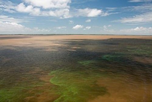 Amazon.com: Brazil Amazon River Algae bloom Poster Print by Cindy ...