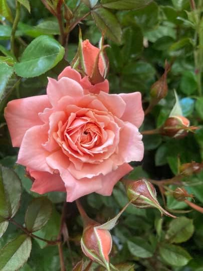 Miniature Climbing Rose ‘Nice Day’ (Containerised 2 Litre Pot) Free UK ...