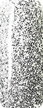 Amazon.com : SHEBA NAILS Sologel UV/LED Gel Polish 1/2oz (15ml) Polish ...