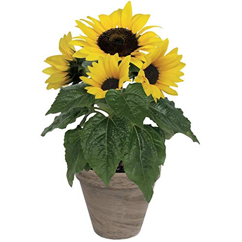 Amazon.com : Dwarf Sunflower Grow Kit : Patio, Lawn & Garden