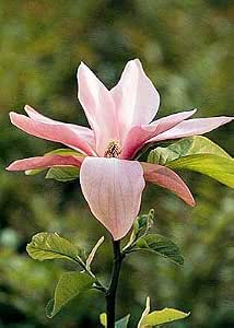 Amazon.com : Daybreak Flowering Magnolia Tree Five Gallon : Patio, Lawn ...