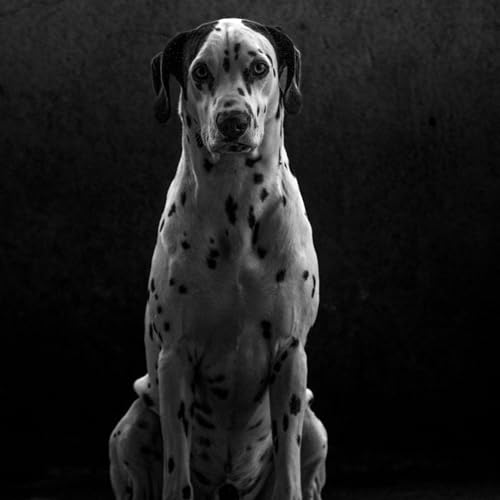 Amazon MusicでbitchbabyのDog beatを再生する