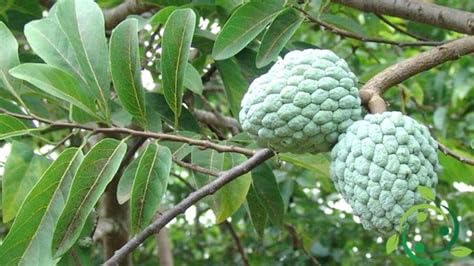 Mphmi Live Plant Nursery NCR Live Plants Outdoor Ramphal, Annona ...