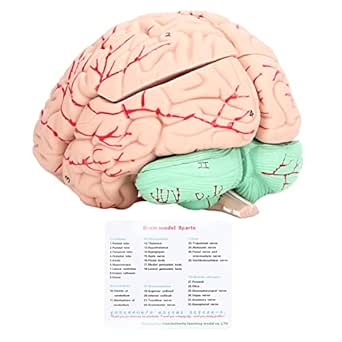 Brain Model,Human Brain Anatomical Model,Color-Coded Partitioned Brain ...