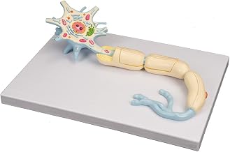 Motor Neurons: Spinal Cord's Dorsal Pathway | QuartzMountain