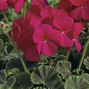 Amazon.com : Geranium Bullseye Cherry 100 Seeds : Patio, Lawn & Garden