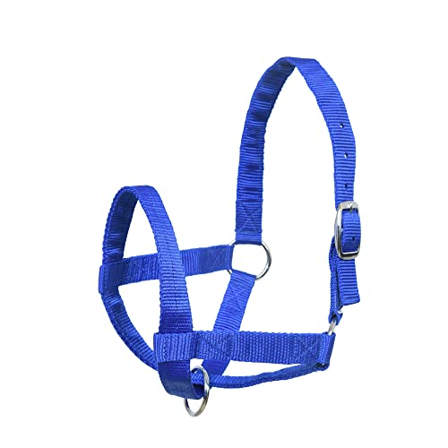 SIE Cattle livestock Cow Halters (Cob, Royal Blue) – BigaMart