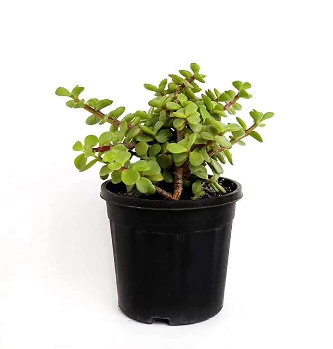 Eco Bloom's - Live Lucky Jade Plant for Home Indoor Outdoor, Feng Shui ...