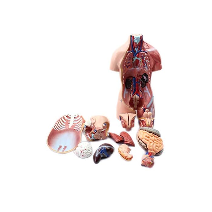 Buy Double-sided Magnetic Human Body, Human Torso Body Model Anatomy ...