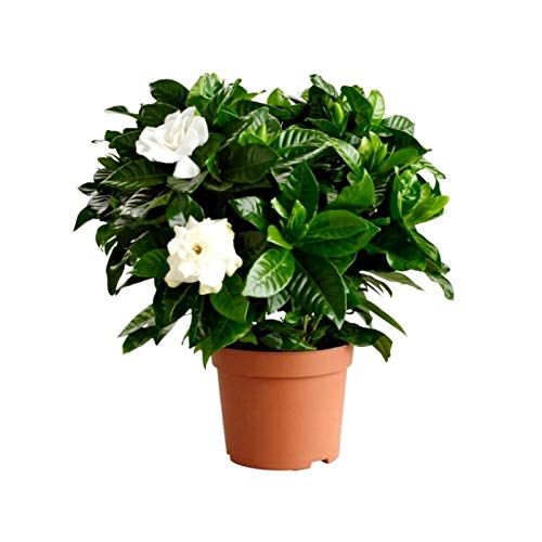Mphmi Store Gardenia - Ananta Plant, Gandhraj Gandhraj Double Hybrid ...