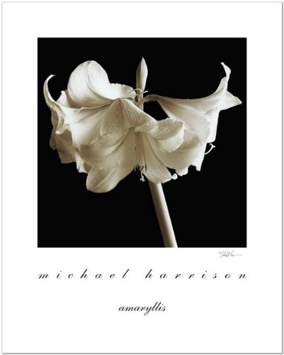 SMART ART - 'Amaryllis' by Michael Harrison - Fine Art Print 16x20 ...