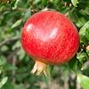 Pomegranate 'Provence': Self-Fertile Tree with Sweet Fruits - Hardy and ...