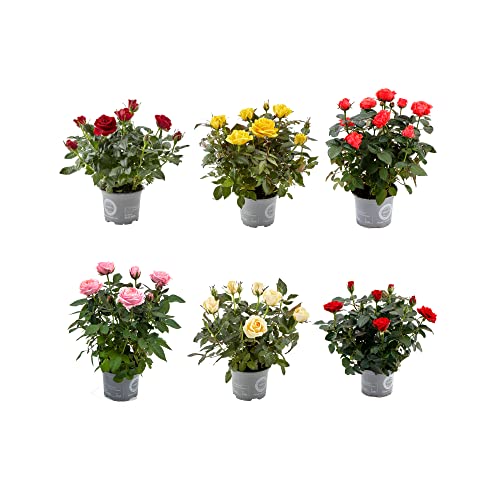 Rosal Mini Lidl ️ 2025