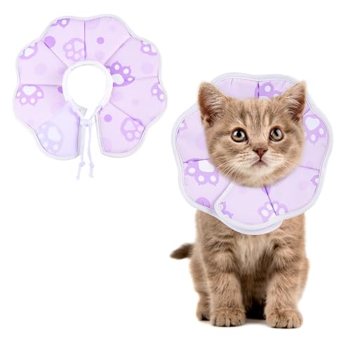Cat Cones – The 15 best products compared - Wild Explained