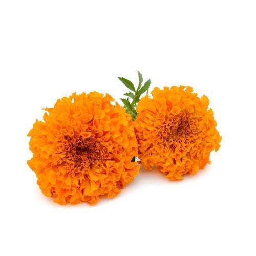 Fresh Produce Mary Gold Flowers 250 g : Amazon.in: Grocery & Gourmet Foods