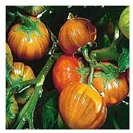 Amazon.com : Organic Turkish Orange Eggplant 50 Seeds -Heirloom ...