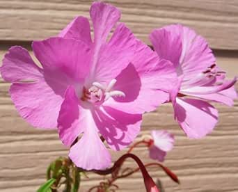 Amazon.co.jp: Clarkia Breweri Seeds 10 Grit Original Species Aromatic ...