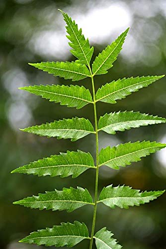 Neem" Aryaveppu" Live Plant : Amazon.in: Garden & Outdoors