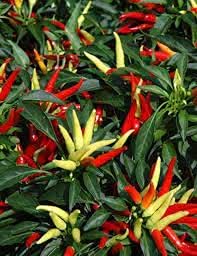 Chilli Suryamukhi seeds Vegetable Seeds For Balcony pack of 30 seeds ...