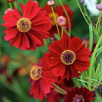 Amazon.com : Dwarf Red Coreopsis Plains Flower Seeds for Planting,1500 ...