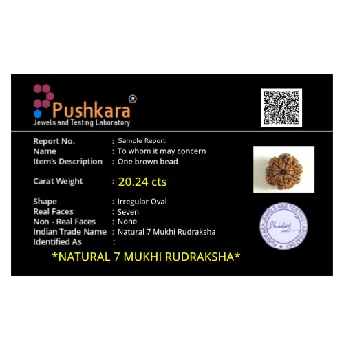 Buy PUSHKARA NATURAL 7 MUKHI RUDRAKSHA CERTIFIED - NEPAL | BROWN ...