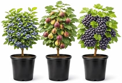 Amazon.com : Blue Fruits Bundle - One Live Plant of Each - Bluecrop ...
