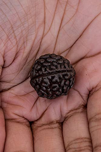 The Millennium Gallery Religious Eka Mukhi Rudraksha Original Certified ...