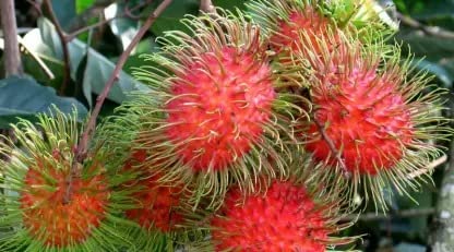 Cloud Farm Live Rare Red Rambutan Hybrid Exotic Fruit Seedling Live ...