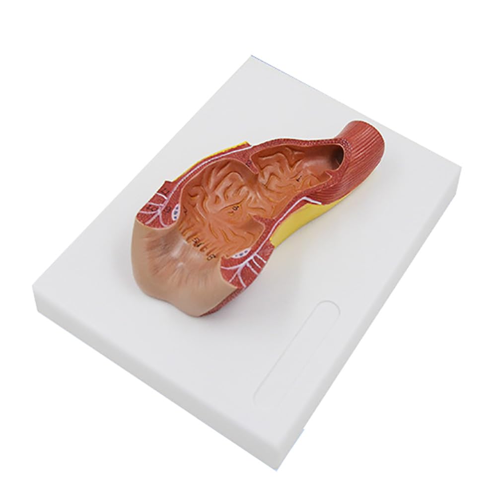 Human Digestive System Model Intestinal Anatomy Model Pvc Material ...