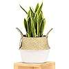 Amazon.com: Leepes Woven Seagrass Belly Basket for Storage, Laundry ...