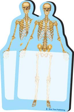Amazon.com : Anatomy Skeleton Sticky Note 2 Pack : Office Products