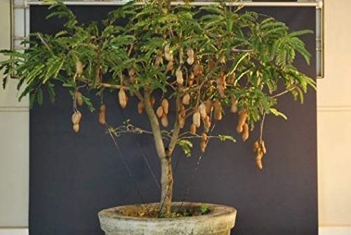 10 Fresh Thai Tamarind Fruit Seeds, Tamarindus Indica, Indian Sweet ...