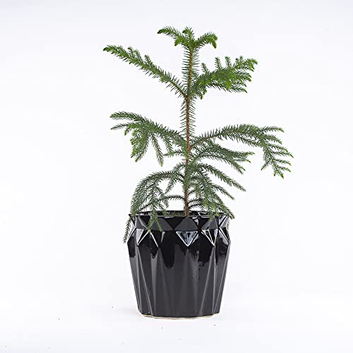 Generic Ceramic Plant Pot for Indoor Plants | Small Table Top Planter ...