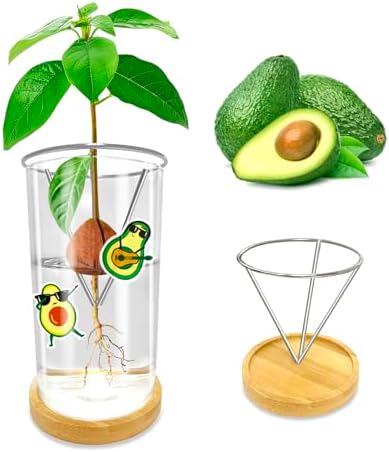 Amazon.com : Bylion Avocado Tree Growing Kits, Avocado Growing Vase ...