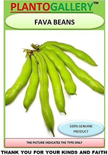 PLANTOGALLERY| Vegetable Seeds Feve Beans (bakla) F1 Hybrid For ...