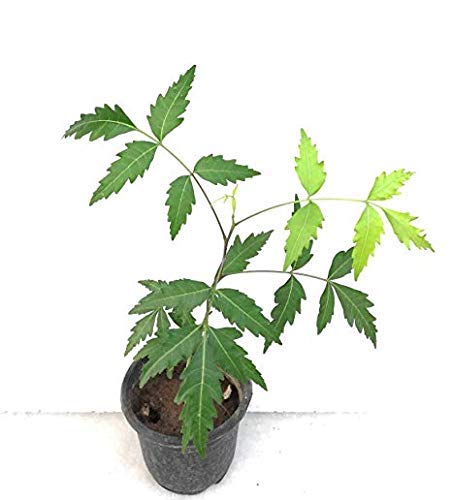 Bhajanlal Greenery Genric Aditi Nursery Neem (Azadirachta Indica) Live ...