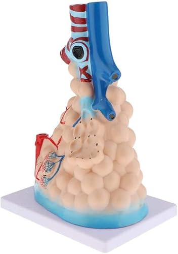 LENFUN Human Internal Organ Model, Human Internal Organs Model - Want ...